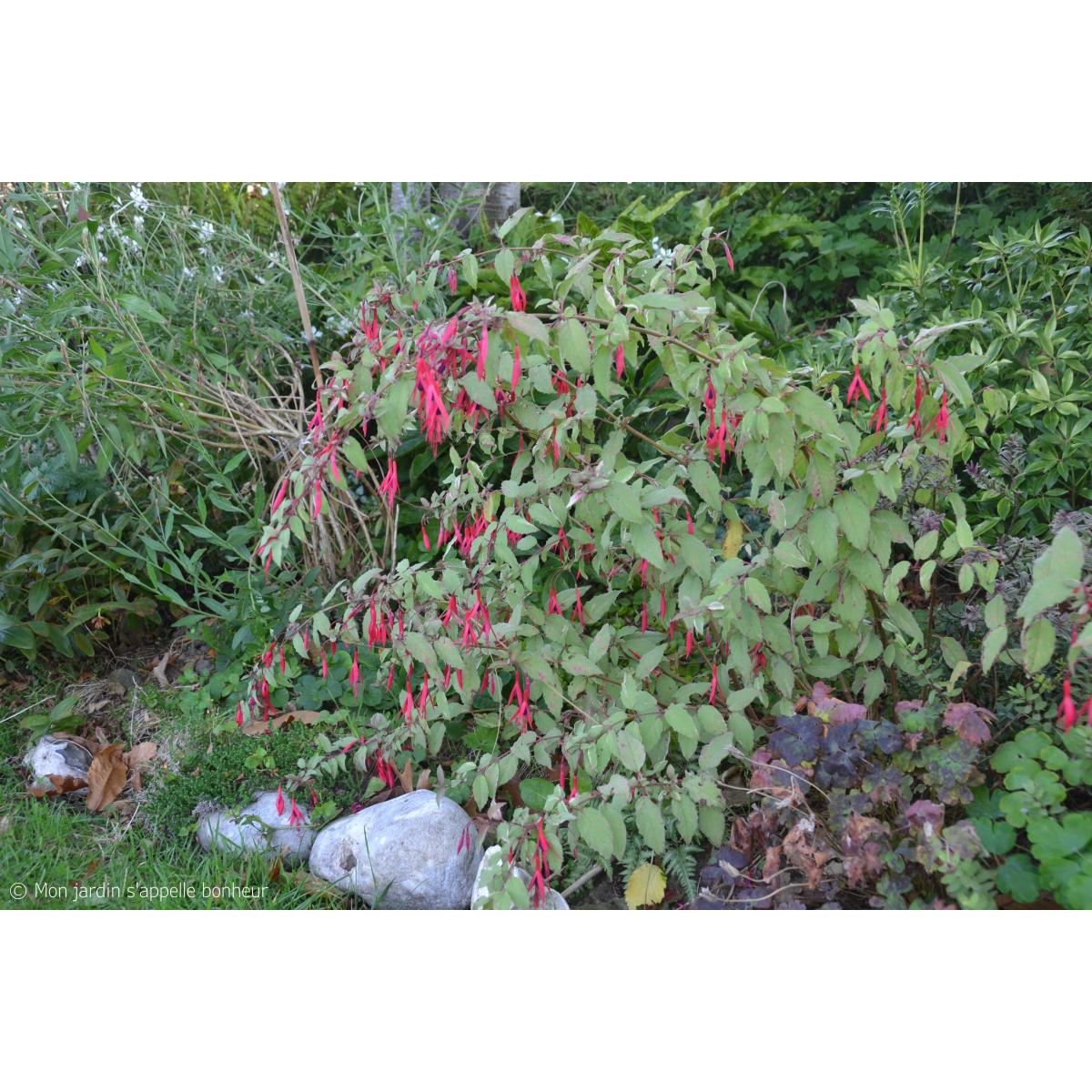 Le Fuchsia magellanica Versicolor, une multitude de fleurs bicolores.