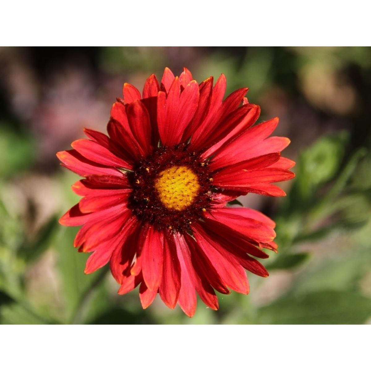 Gaillarde Bourgogne - Gaillardia Burgunder - Vivace à grandes fleurs ...