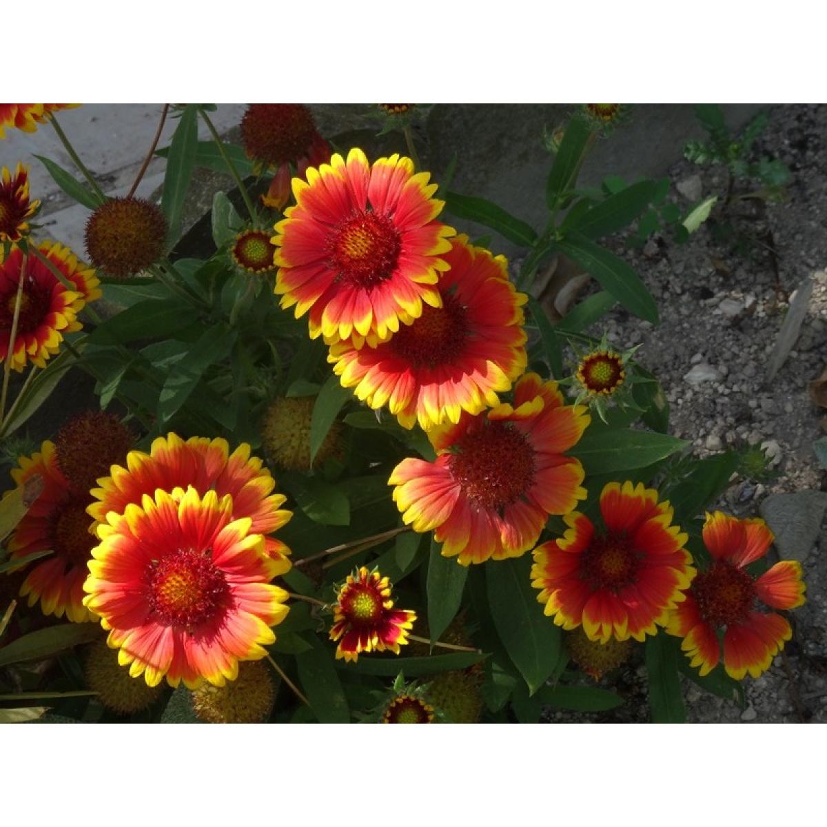 Gaillarde Kobold - Gaillardia (x) grandiflora - Vivace compacte à ...