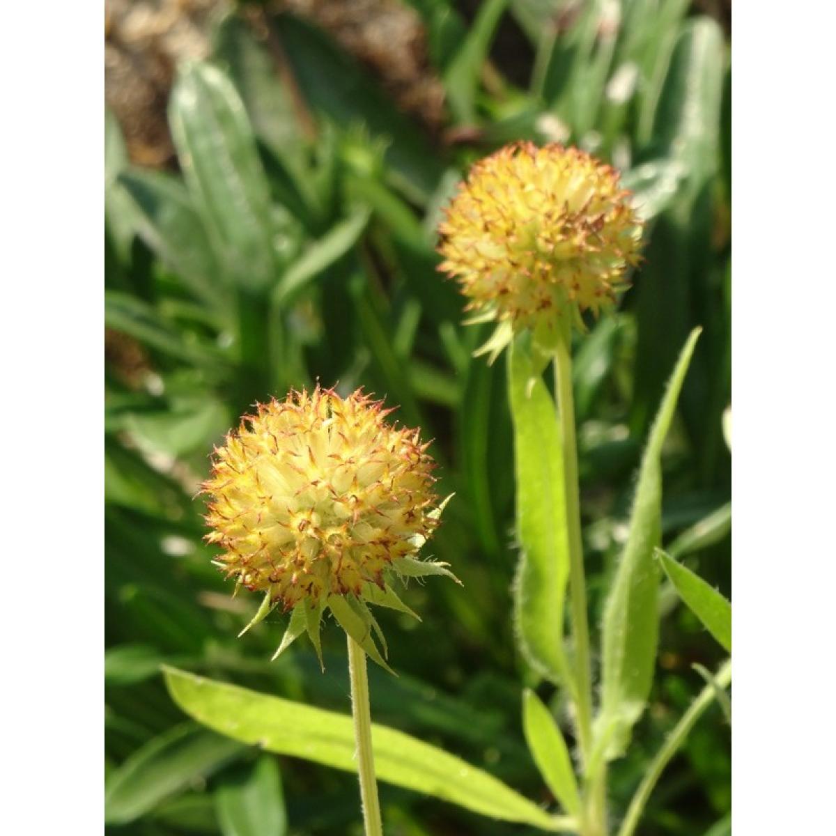 Gaillarde Kobold - Gaillardia (x) grandiflora - Vivace compacte à ...