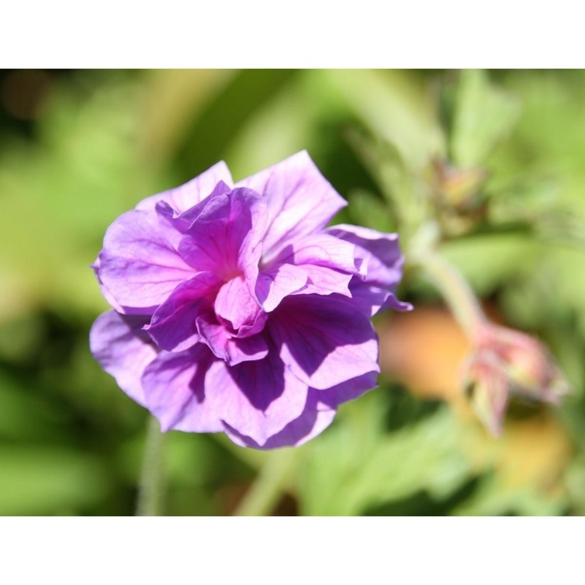 Geranium himalayense Plenum - Birch Double - Géranium vivace à fleurs ...