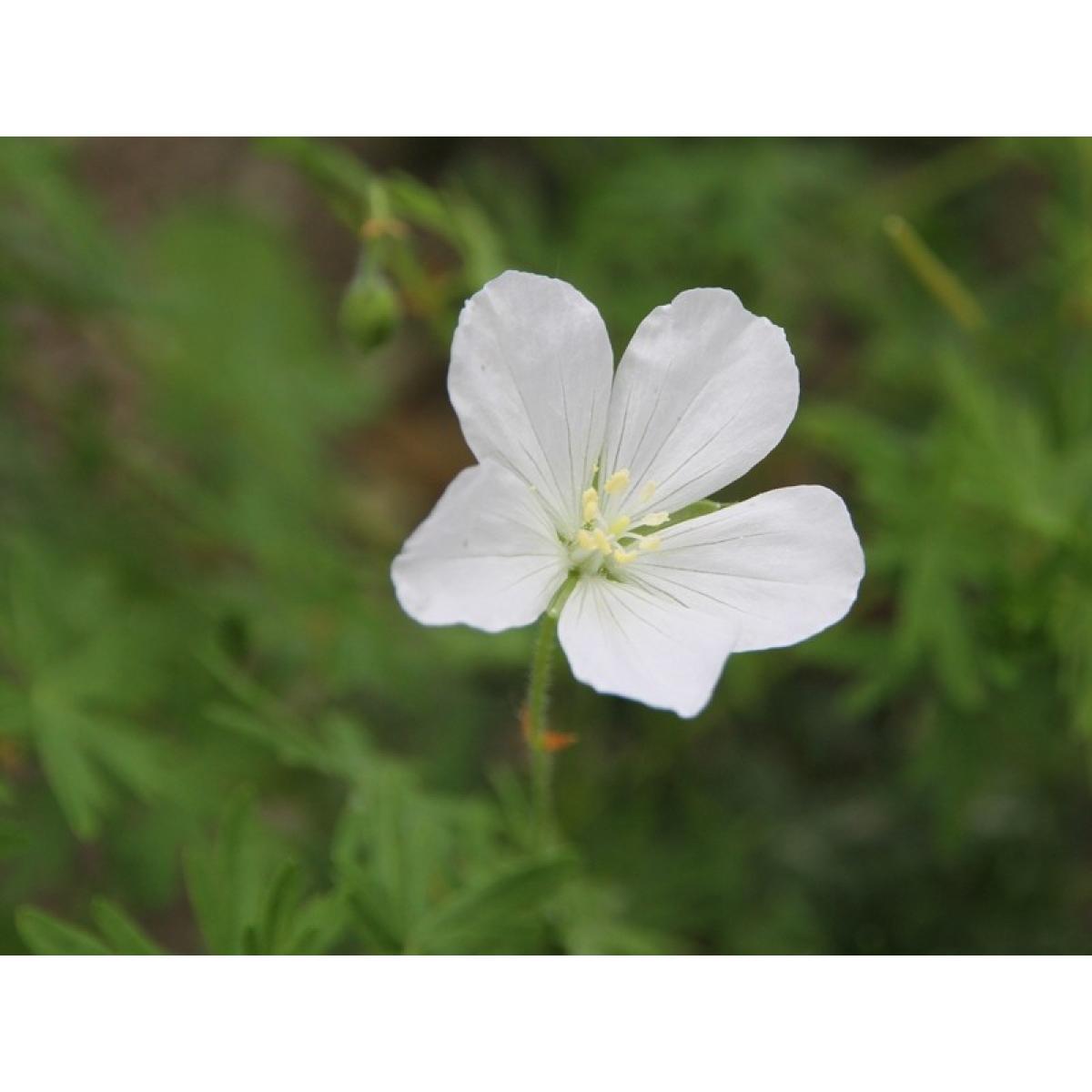 Geranium vivace sanguineum Album - Port compact et fleurs blanc pur