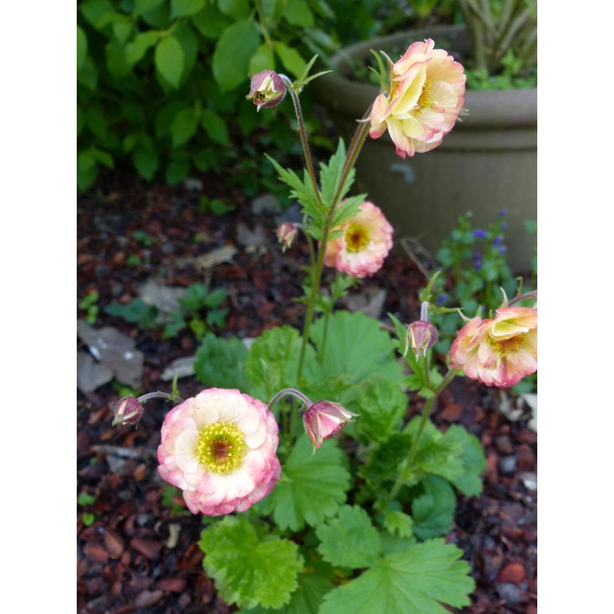 Geum Cosmopolitan - Benoîte blanc pêche