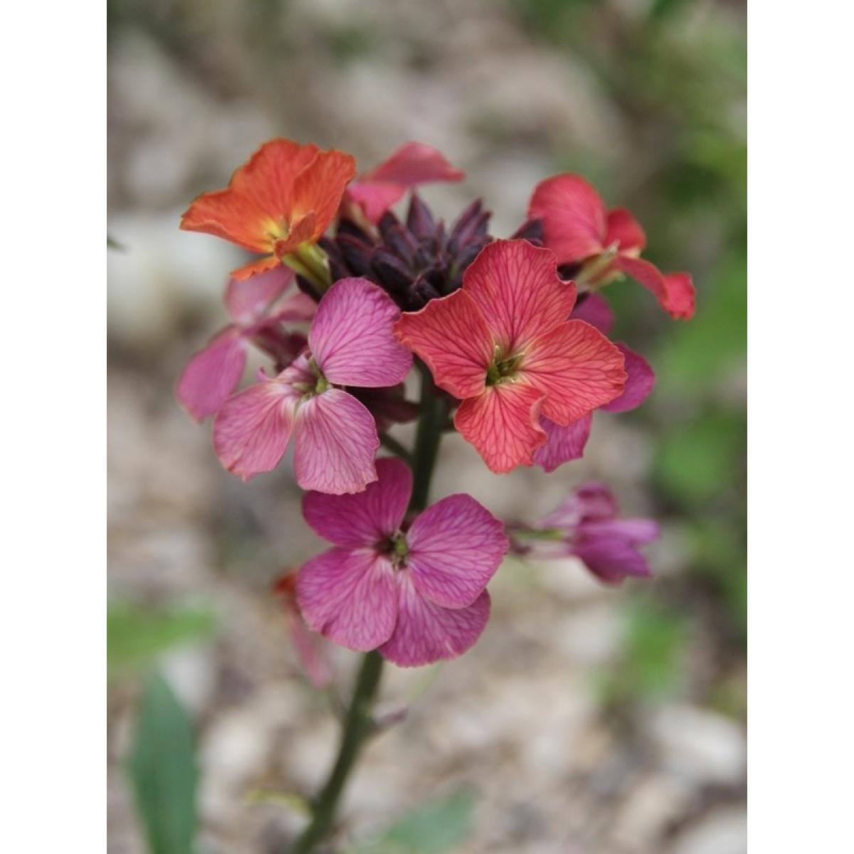 Giroflée arbustive Constant Cheer - Erysimum parfumée abricot