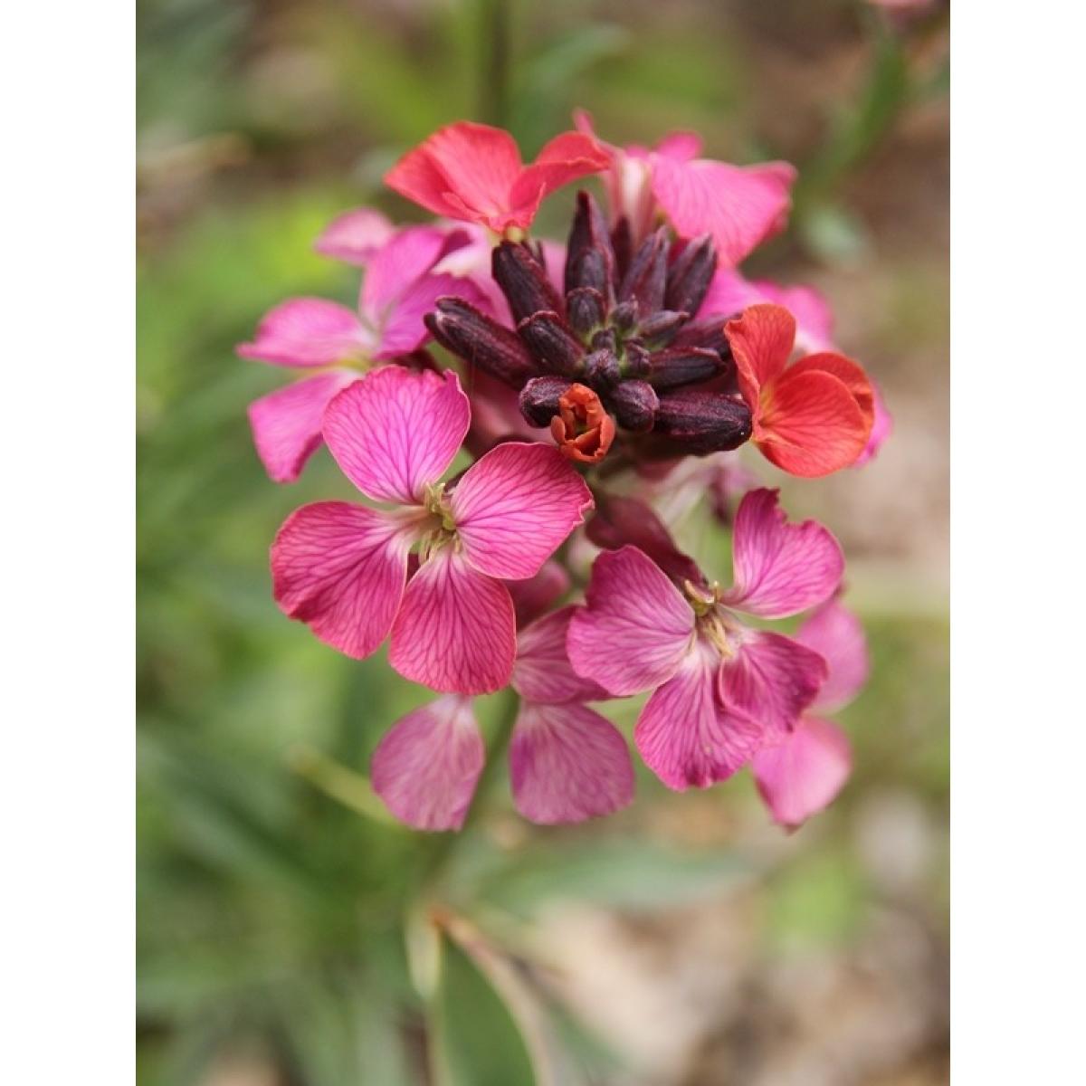 Giroflée arbustive Constant Cheer - Erysimum parfumée abricot