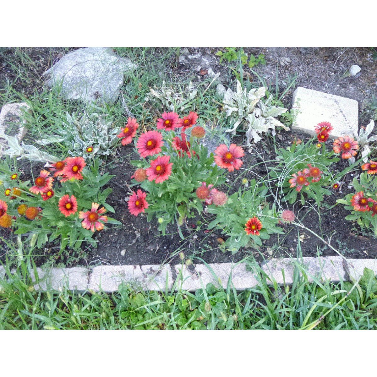 Gaillardia grandiflora Arizona Red Shades - Gaillarde - variété naine d ...
