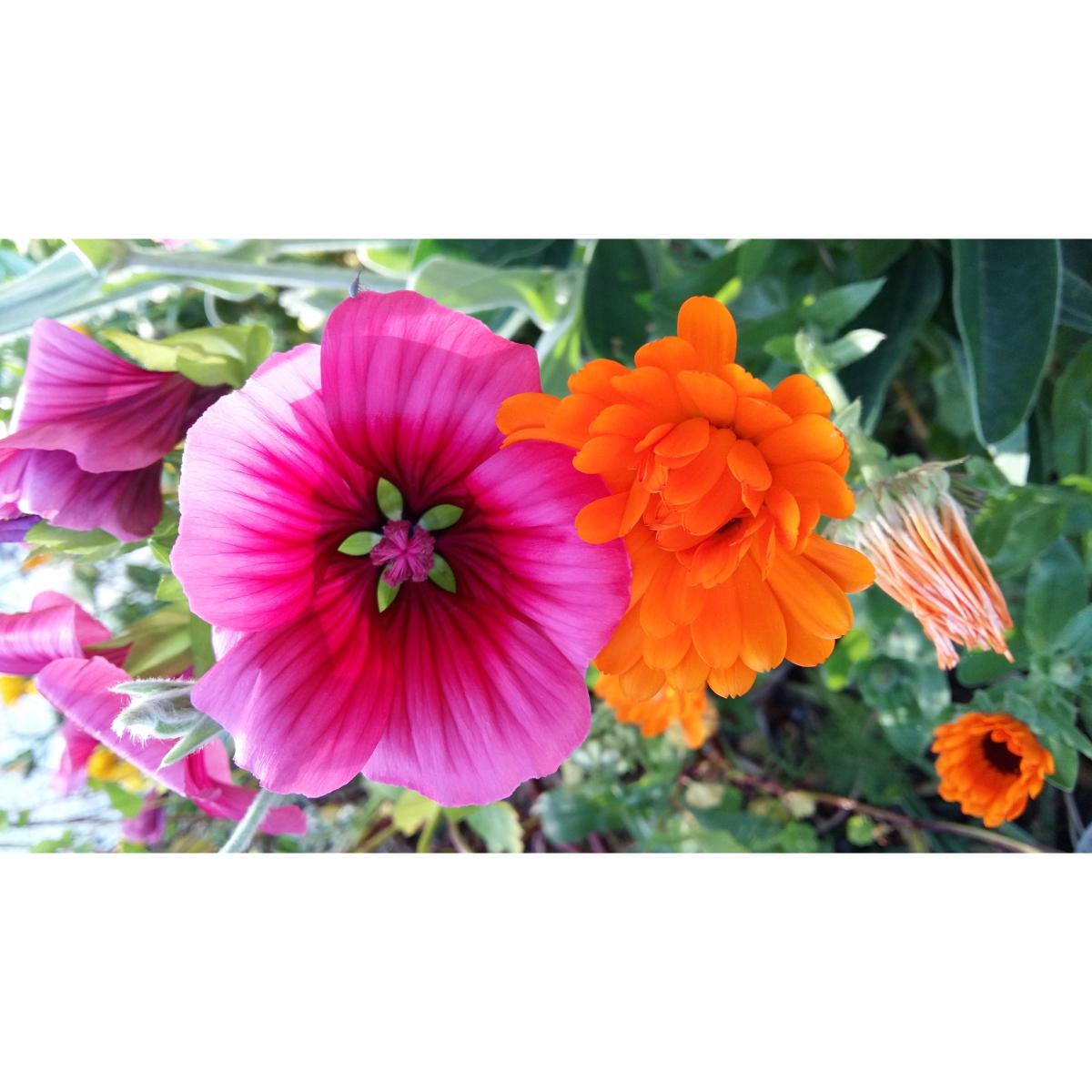 Malope trifida Vulcan - Annuelle touffue aux fleurs en entonnoir rouge ...