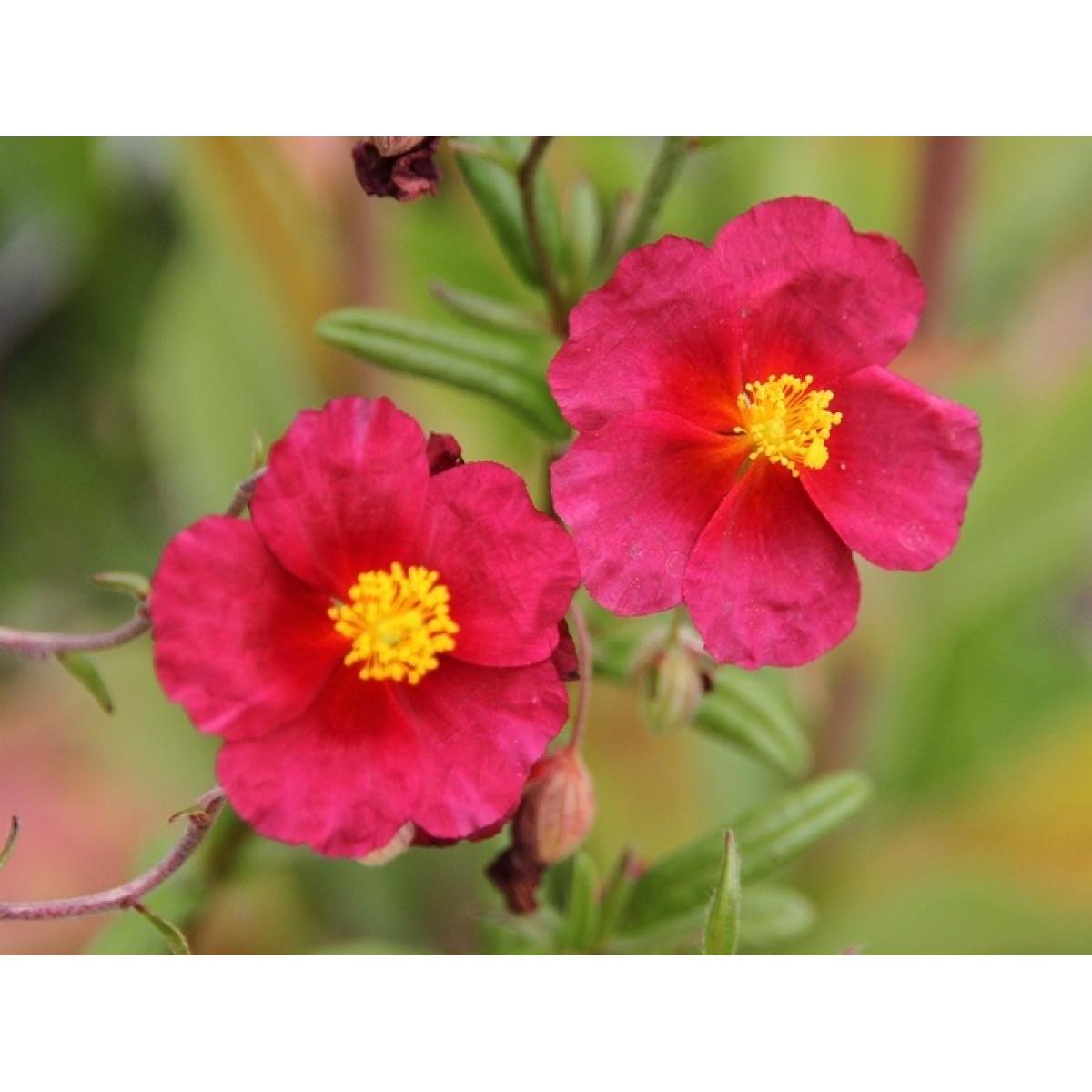 Helianthemum Hartswood Ruby - Hélianthème rouge framboise et rubis