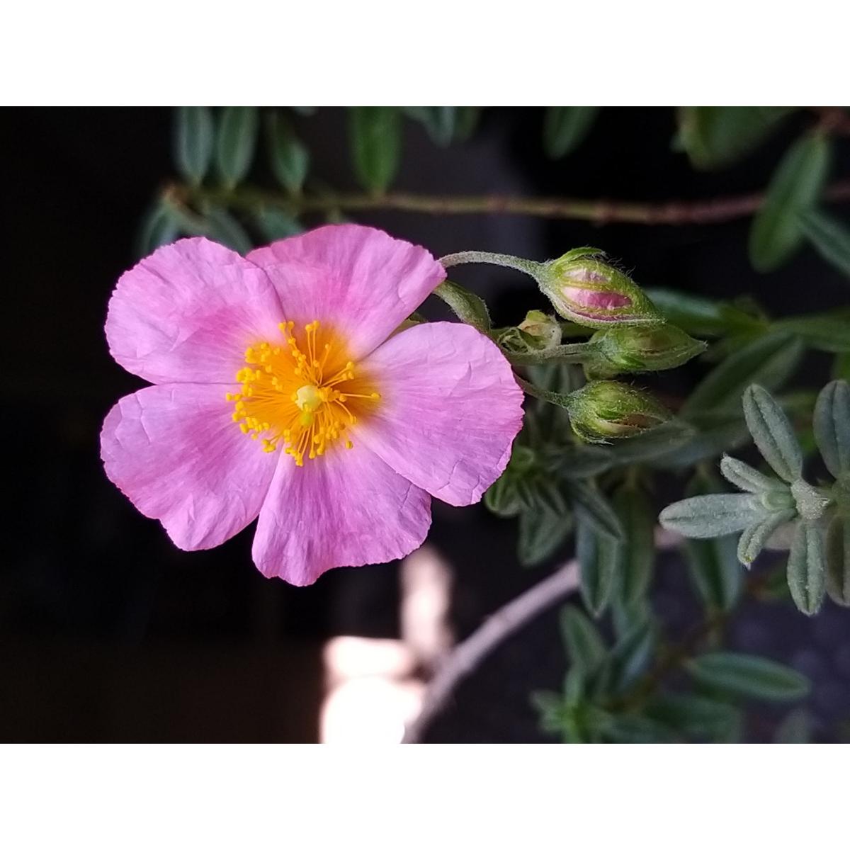 Helianthemum Hartswood Ruby - Hélianthème rouge framboise et rubis