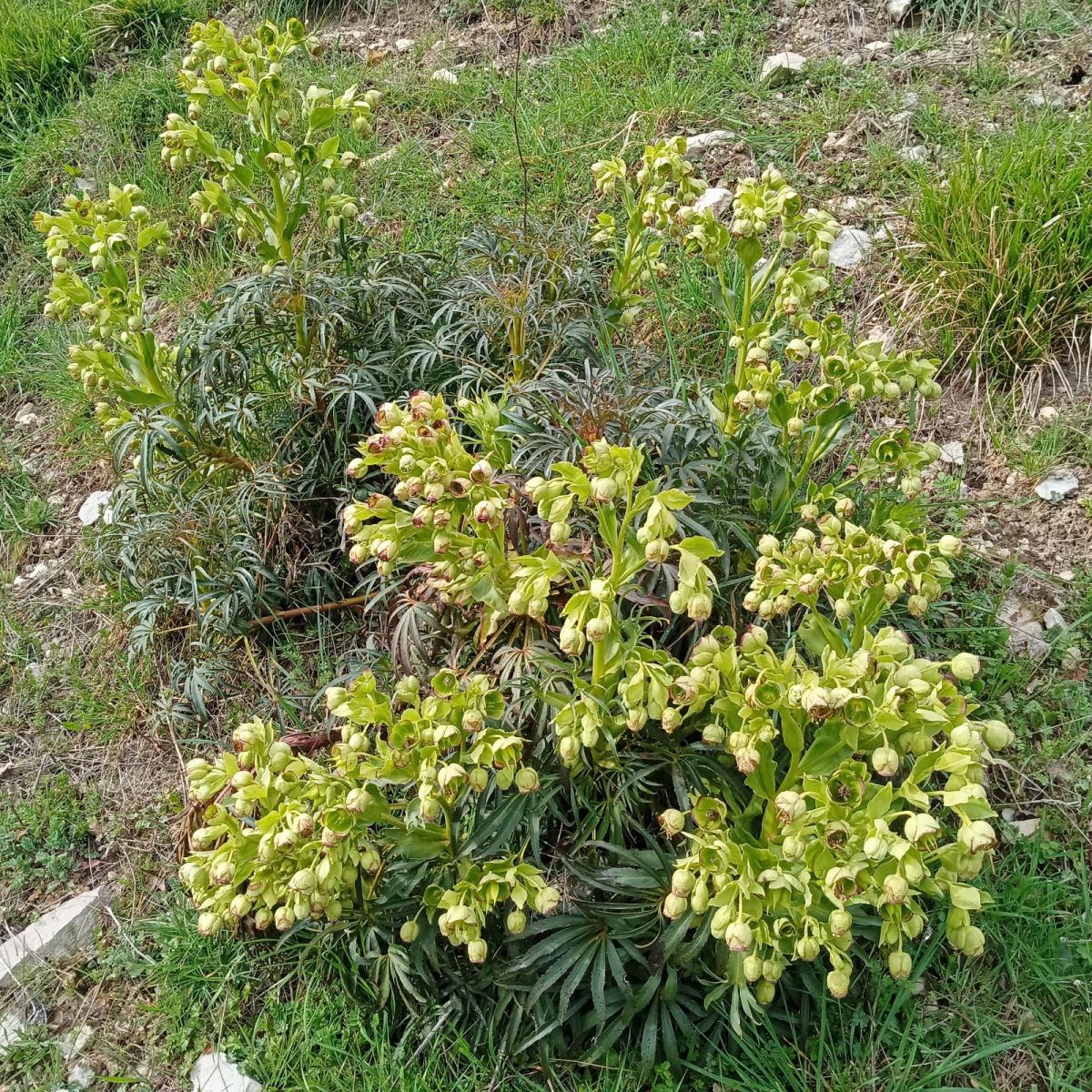 Hellebore fétide - Helleborus foetidus - De petites fleurs vertes