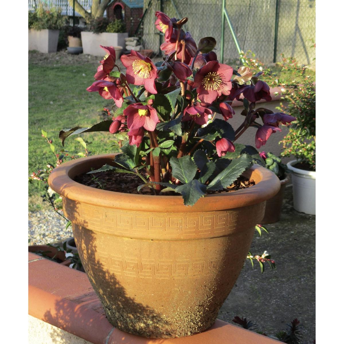 Hellébore Ice n Roses Red - Rose de Noël florifère, précoce, aux ...