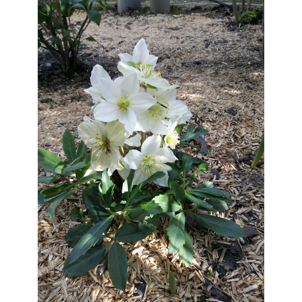 Helleborus niger - Rose de Noël - Hellébore d'hiver aux fleurs blanches ...