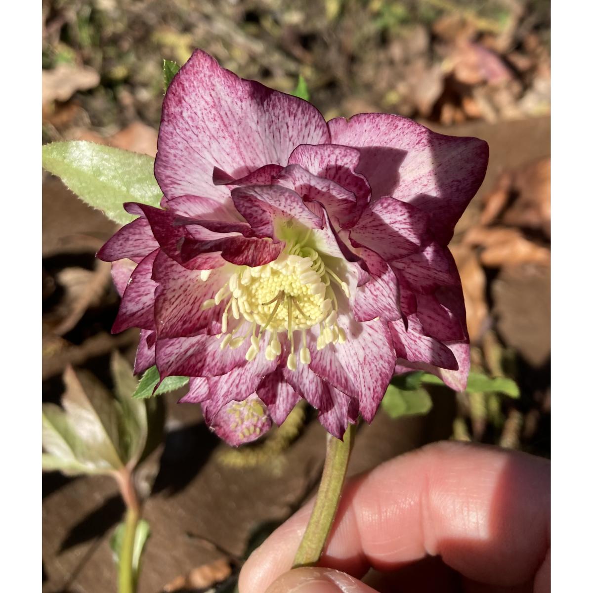 Hellebore Double Picotee - Helleborus orientalis - Rose de Noël