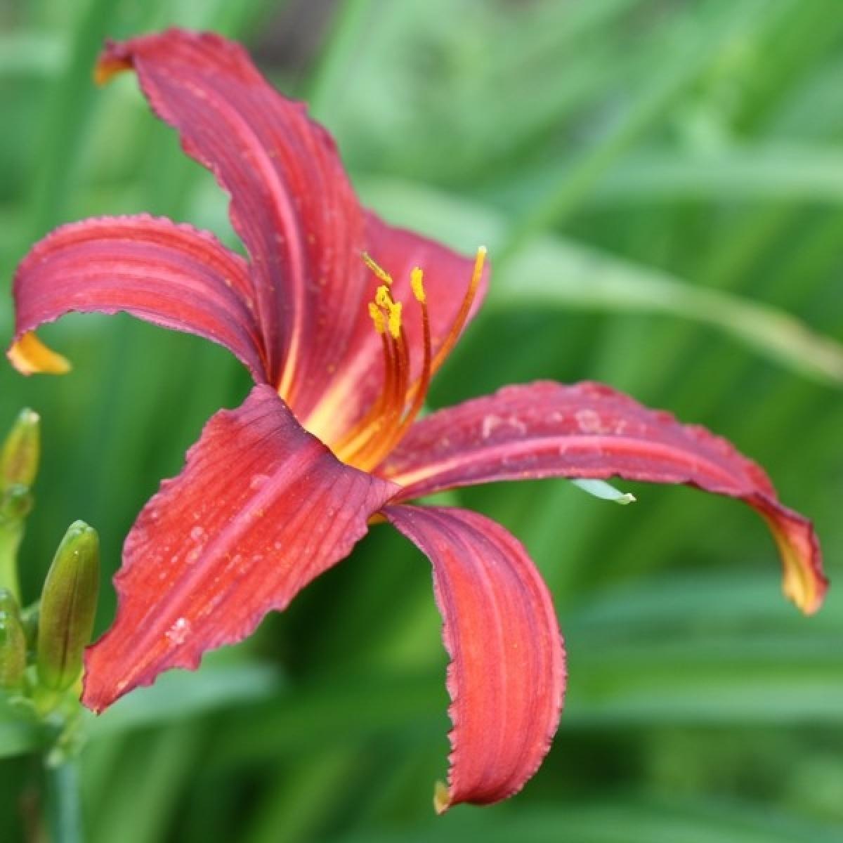 Hémérocalle Sammy Russel - Hemerocallis - Des fleurs rouge orangé à ...