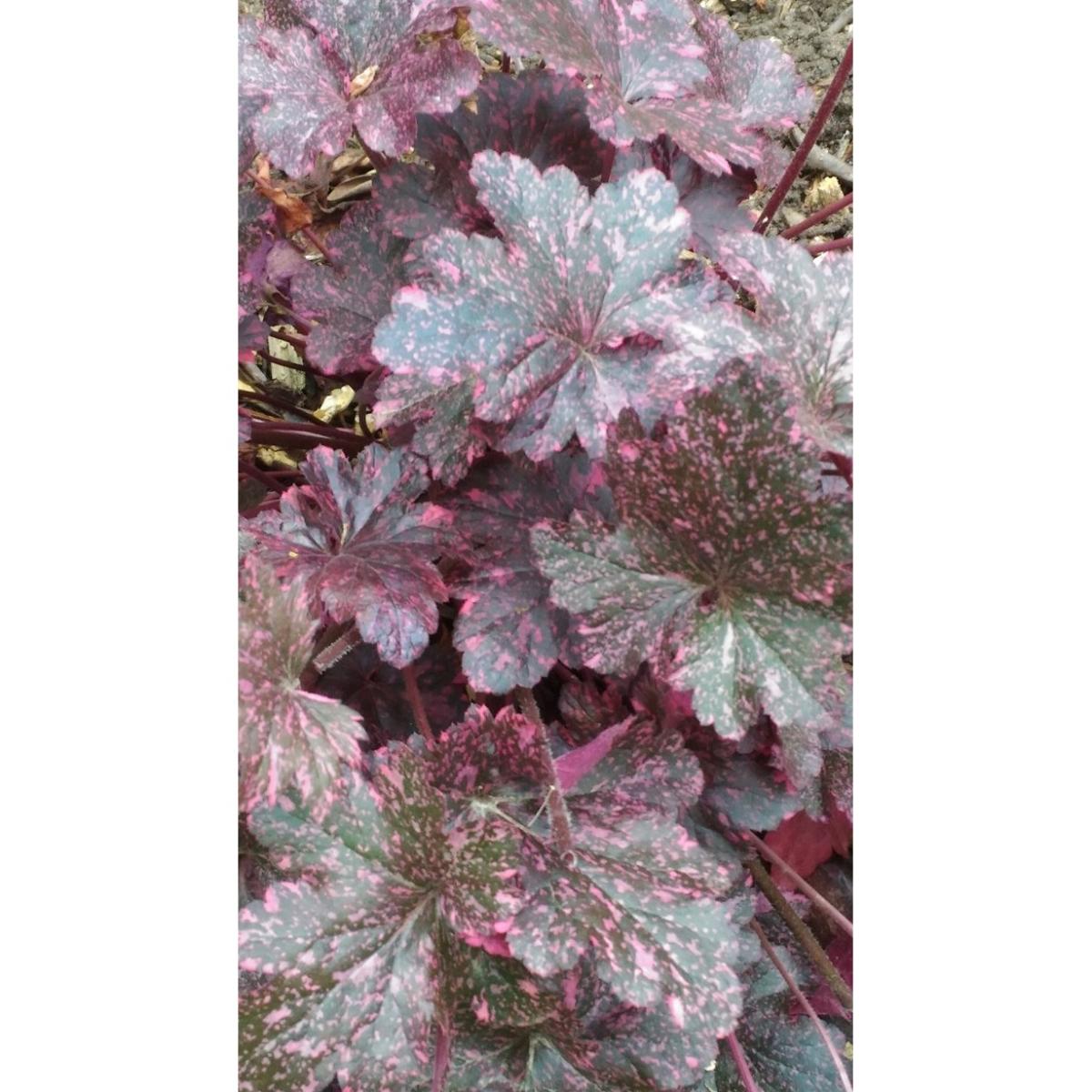 Heuchère Midnight Rose - Heuchera - Un feuillage pourpre marbré de rose