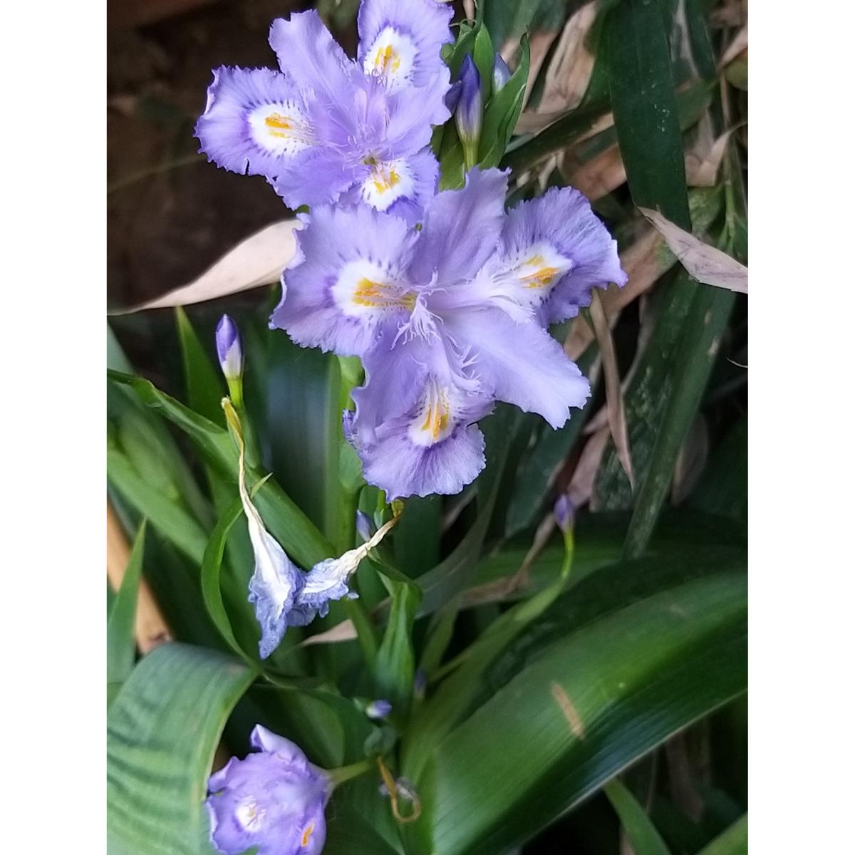 Iris confusa Martyn Rix - Iris bambou à fleurs bleu-mauve