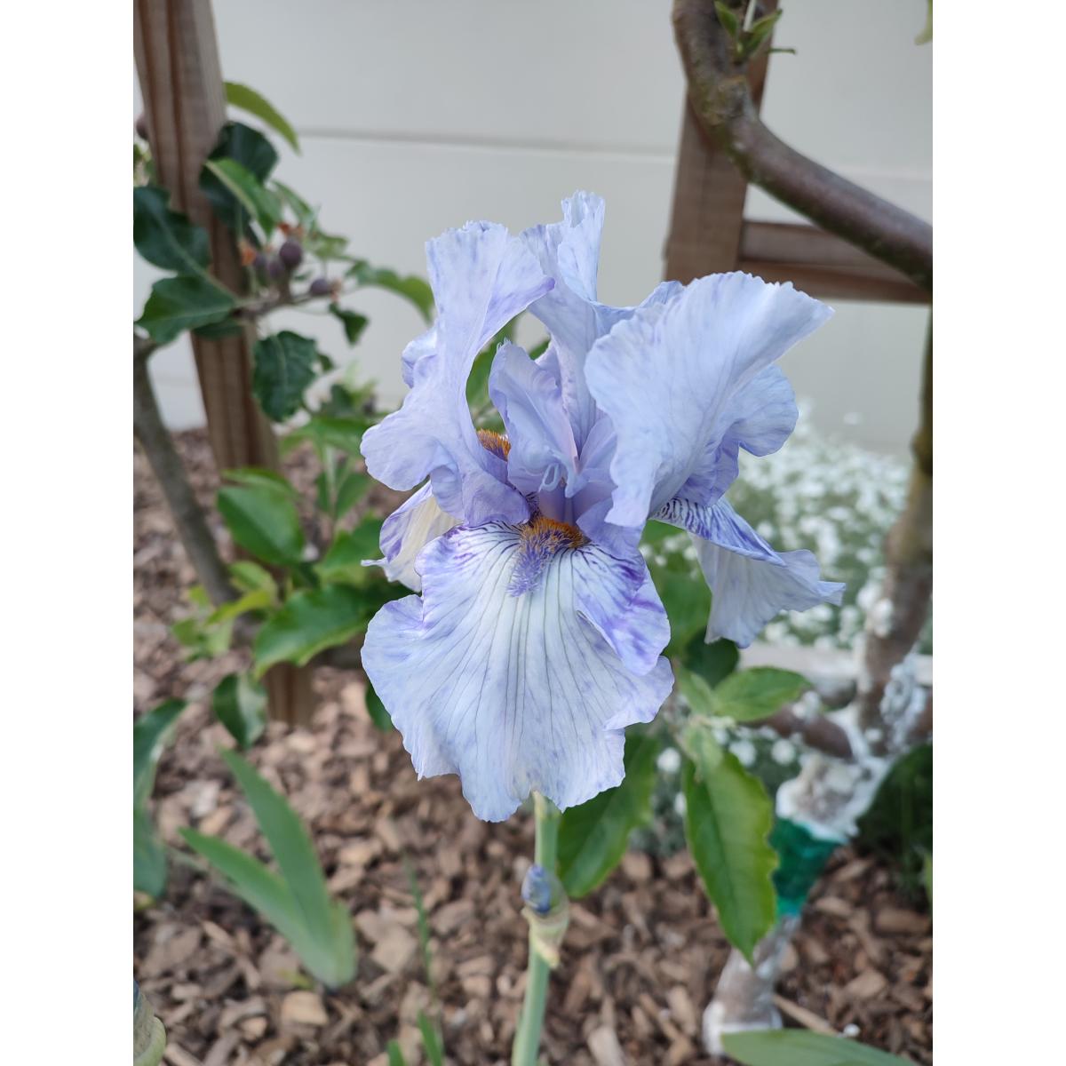 Iris germanica Gnu Blues - Iris des Jardins bleu pâle marbré de bleu violet