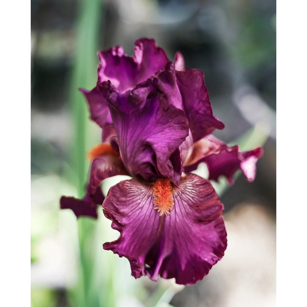 Iris germanica Lady Friend - Iris des Jardins framboise teinté d'orange