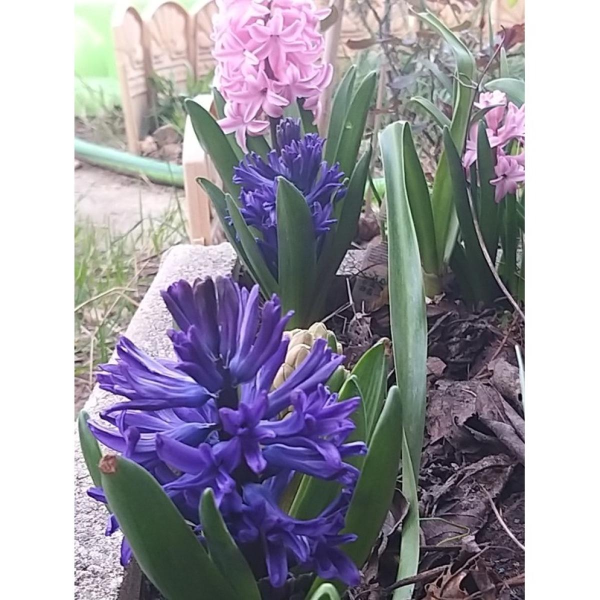 Jacinthe Blue Pearl - Hyacinthus (x) orientalis - Bulbe à fleurs ...