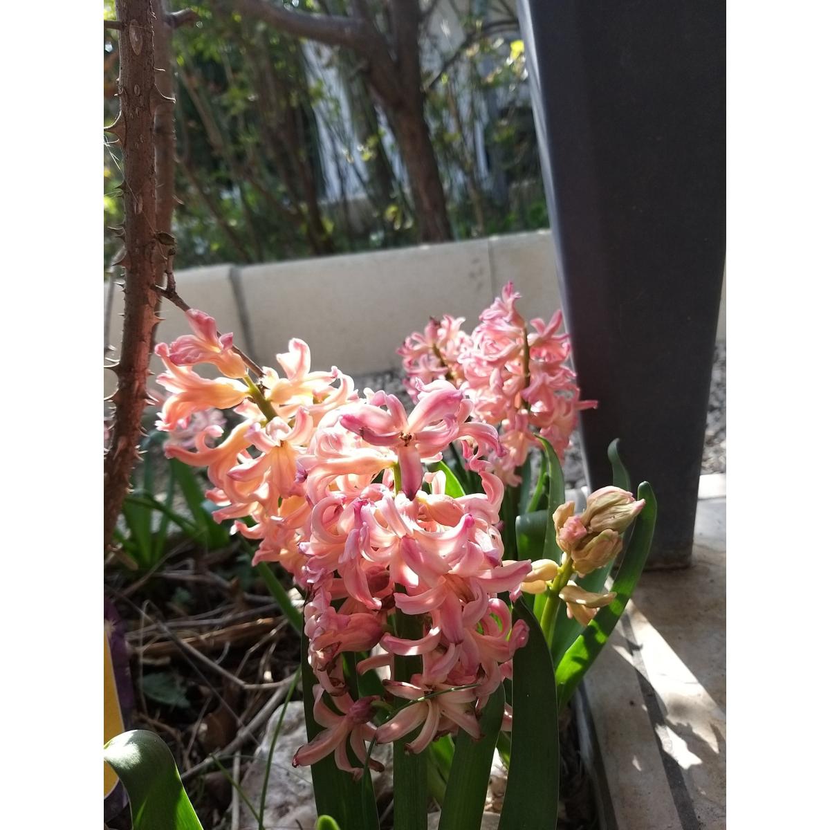 Jacinthe Gipsy Queen - Hyacinthus (x) orientalis.