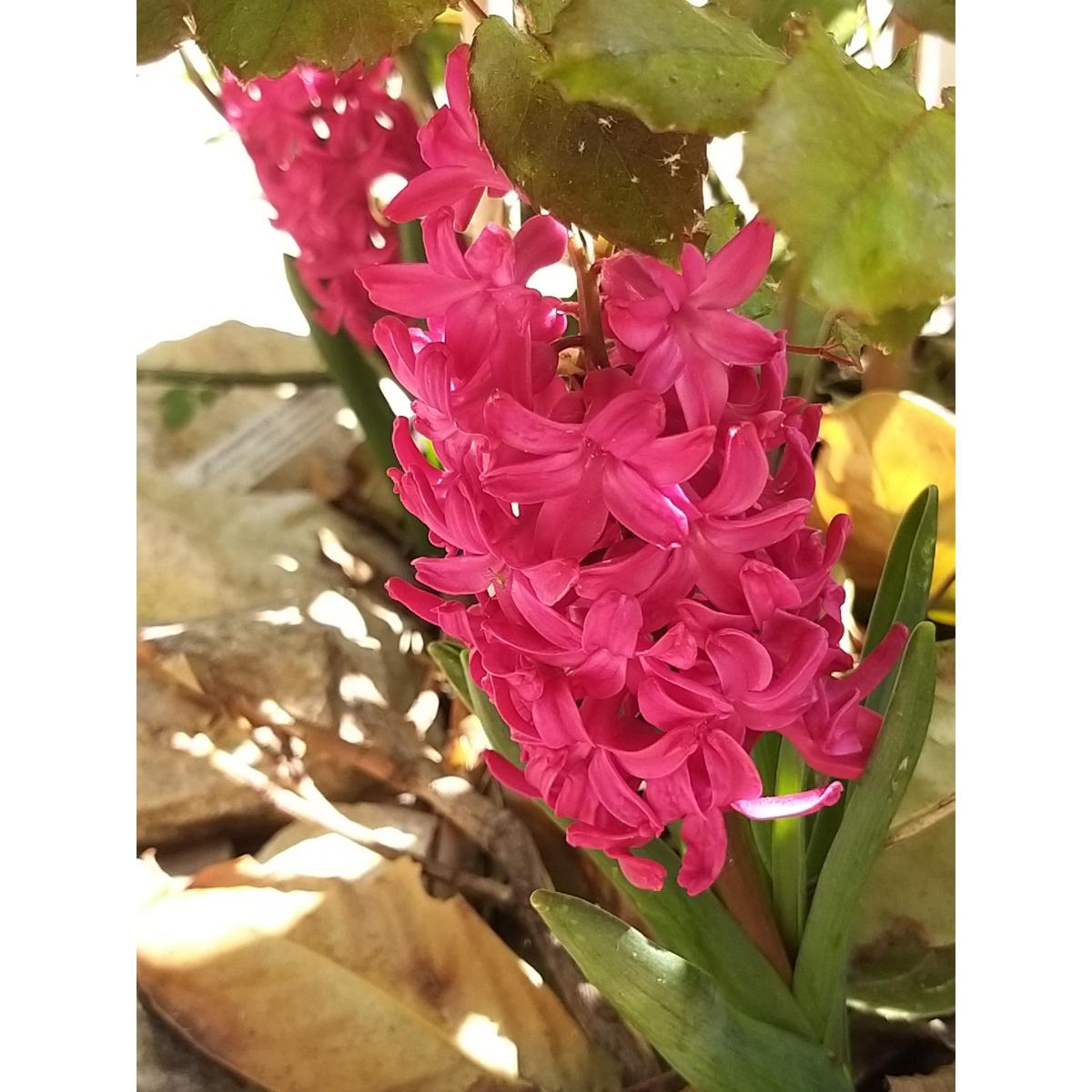 Jacinthe Jan Bos - Hyacinthus (x) orientalis - Variété précoce, très parfumées.