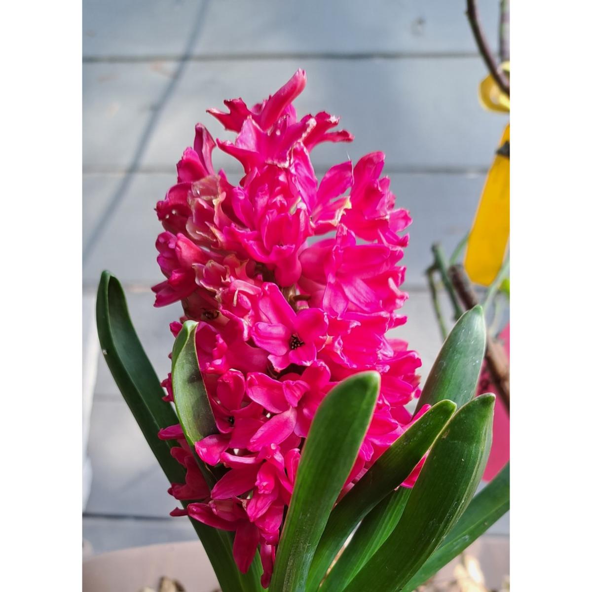 Jacinthe Jan Bos - Hyacinthus (x) orientalis - Variété précoce, très parfumées.