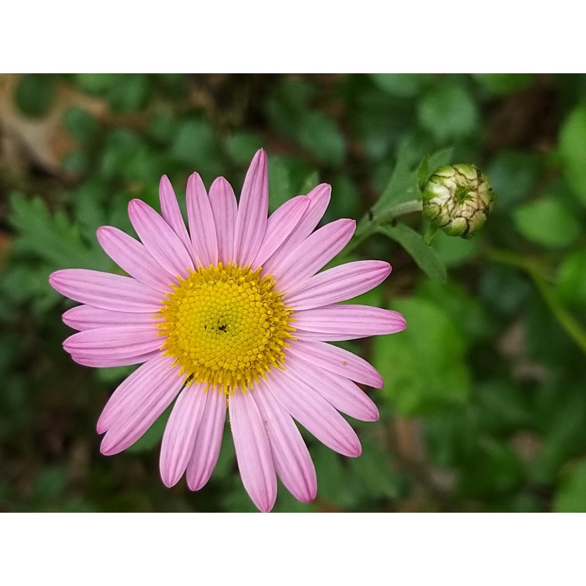 Kalimeris mongolica Antonia - Grande vivace d'été à fleurs d'Aster ...
