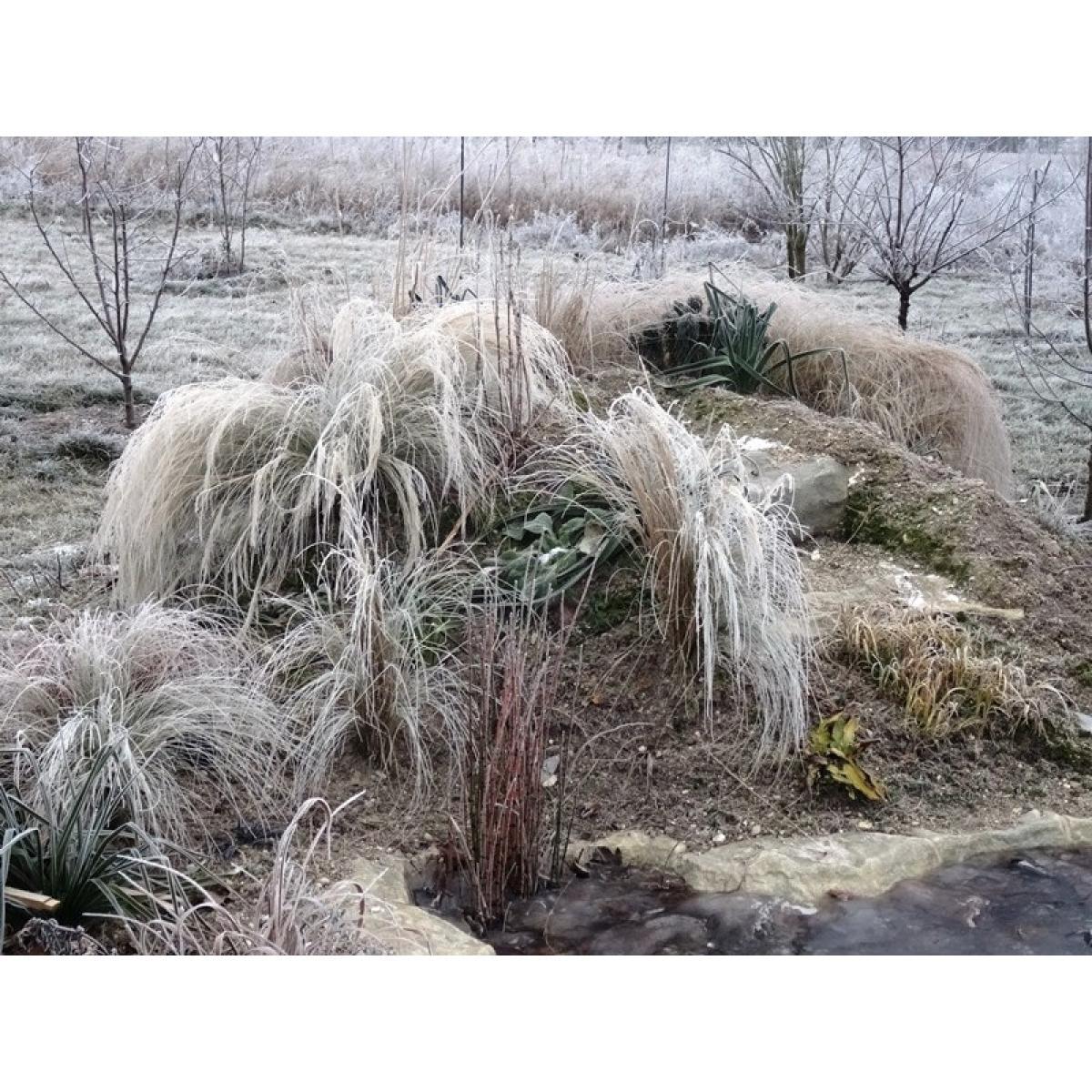 Cheveux d'ange - Stipa tenuifolia - Ponytail - Une graminée persistante ...