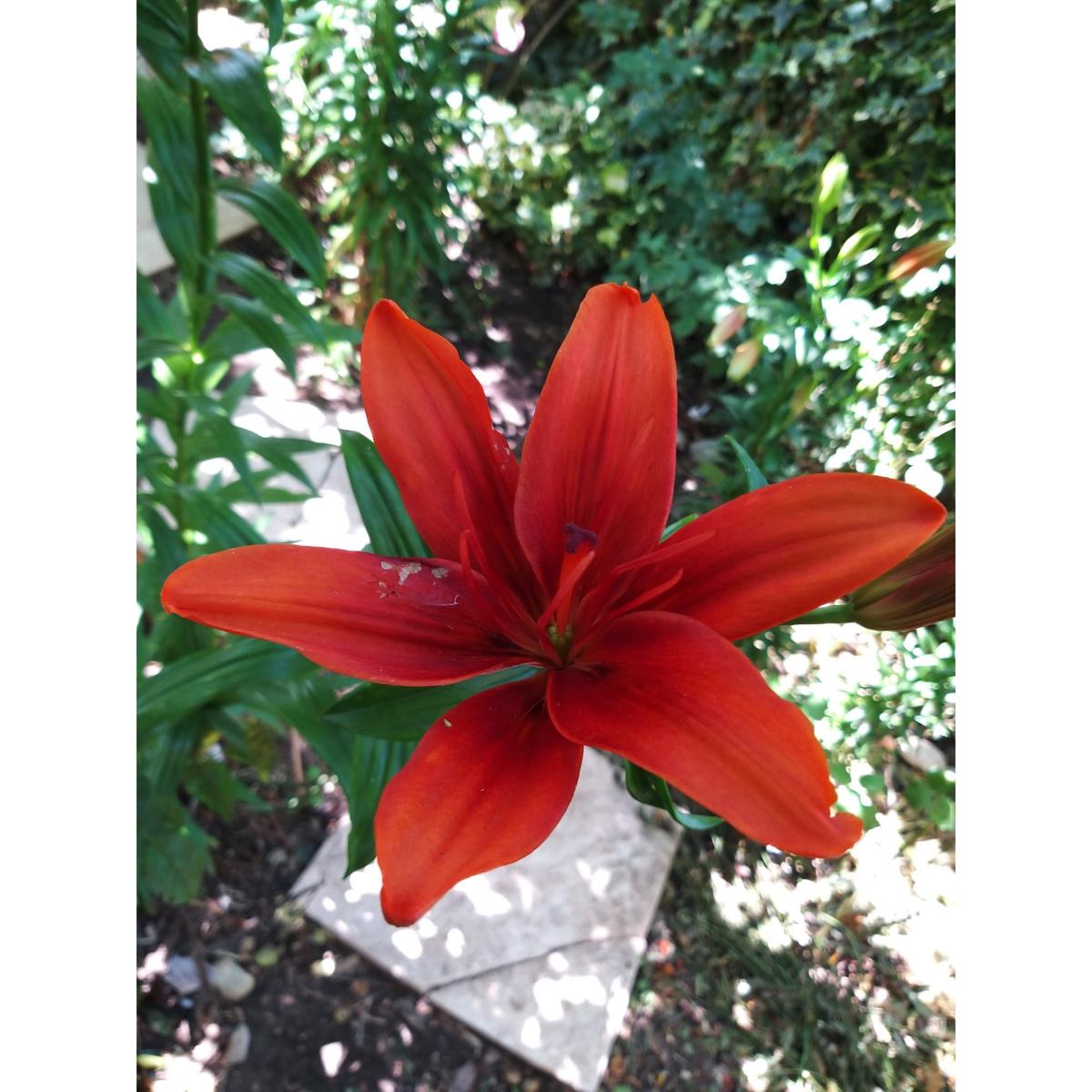Lilium Red Twin - Hybride de Lis asiatique - Lys - Grandes fleurs rouge ...