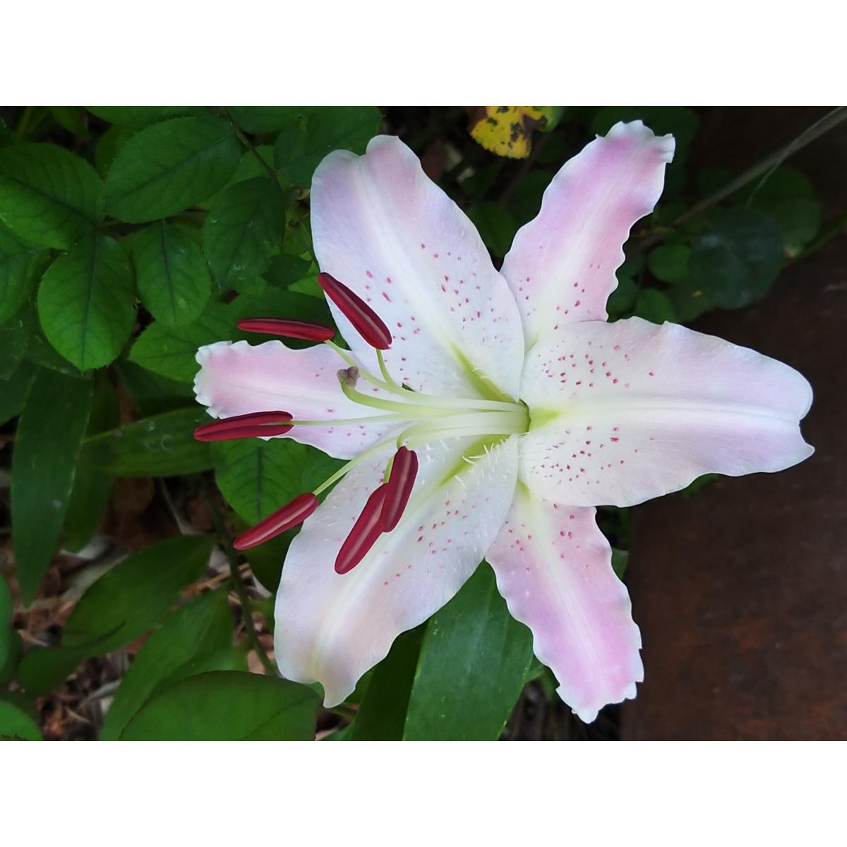 Lis Groupe trompette Oriental - Lilium Muscadet - Hybrides orientaux ...