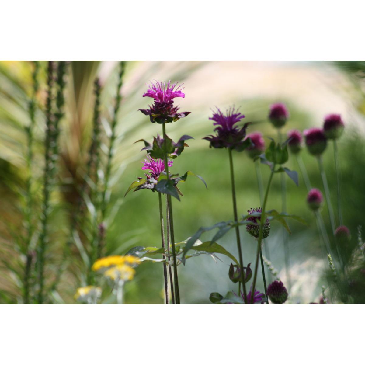 Monarde Scorpion - Monarda Bergamote - Vivace aromatique à fleurs lie ...