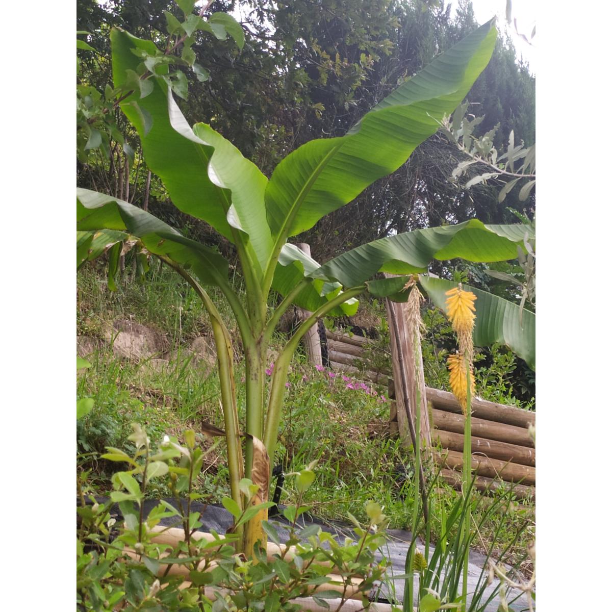 Musa basjoo - Bananier du Japon facile à cultiver, rustique à -12/-15°C