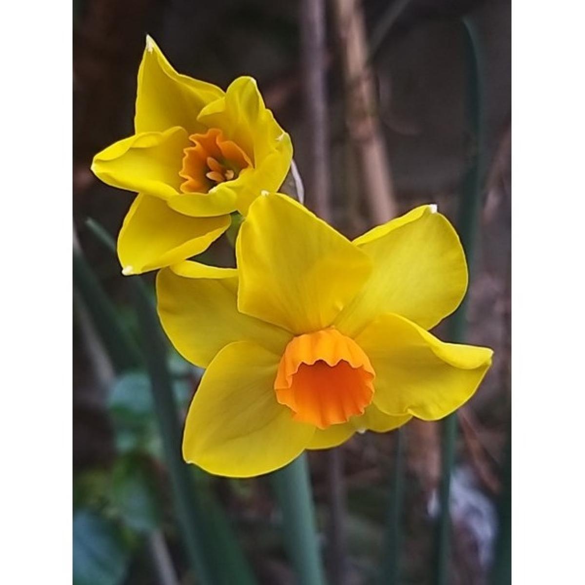 Narcissus jonquilla Martinette - Narcisse pluriflore à petites fleurs ...
