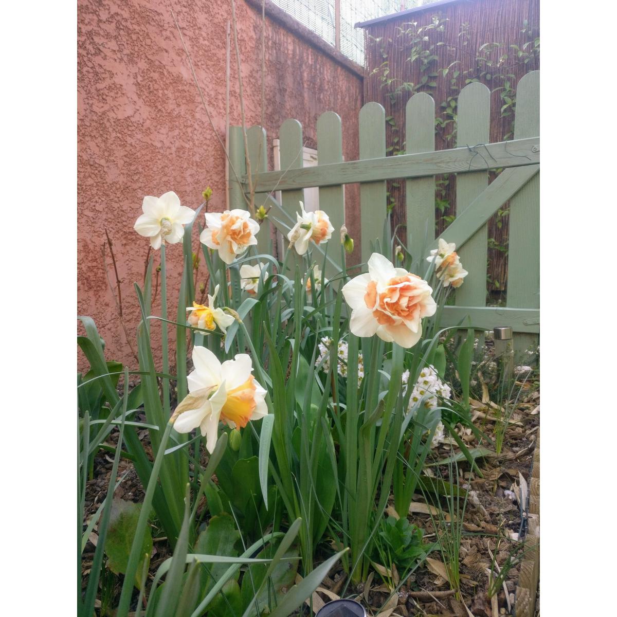 Narcisse Replète blanc et rose à fleurs doubles.