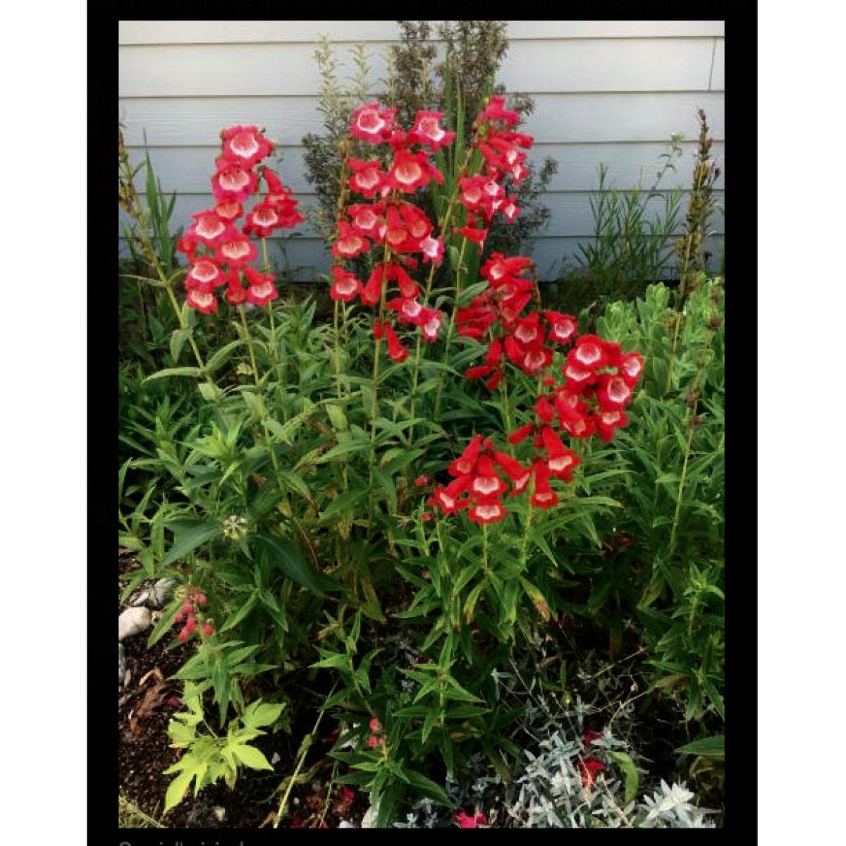 Penstemon Le Phare - Galane vivace aux fleurs bicolores, rouge à centre ...