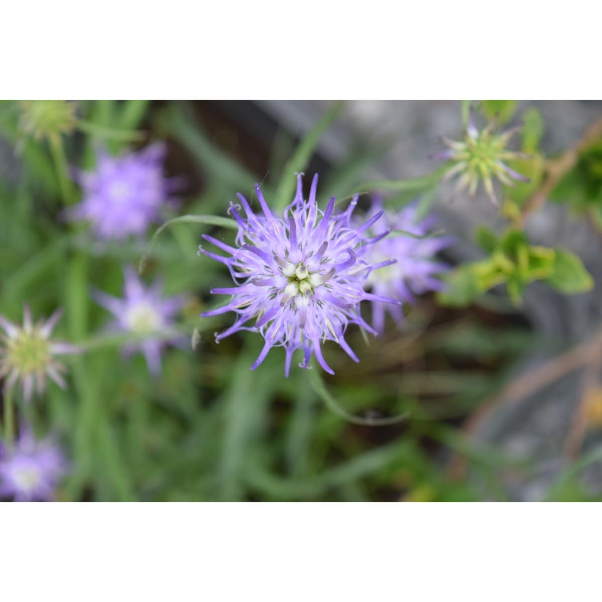 Phyteuma scheuchzeri - Raiponce de Scheuchzer - Vivace de rocaille ...