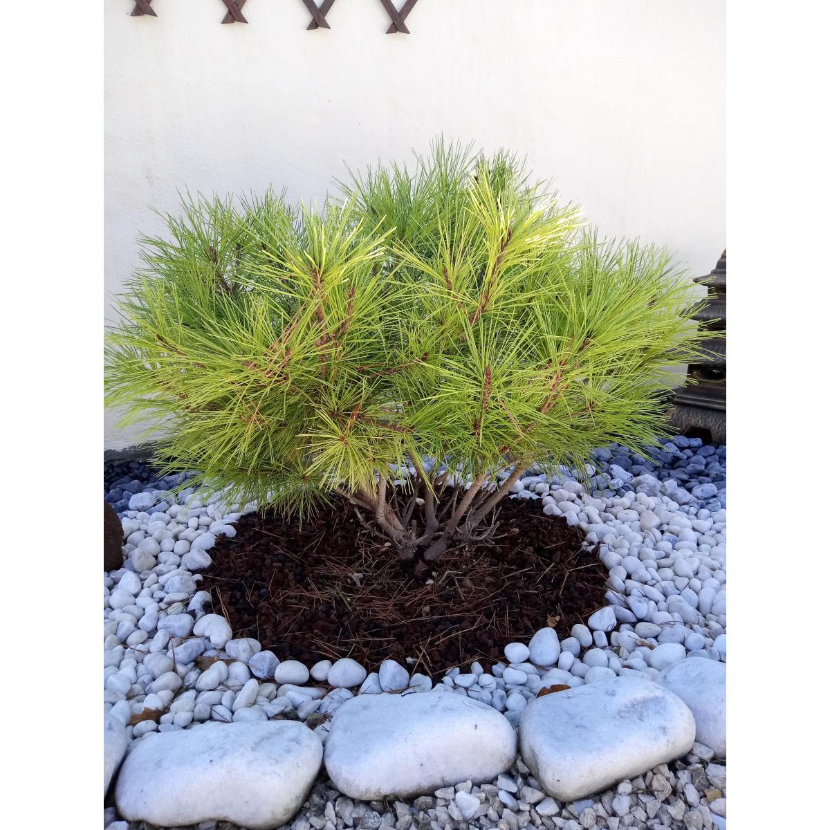 Pinus densiflora Alice Verkade - Pin rouge parasol du Japon, nain