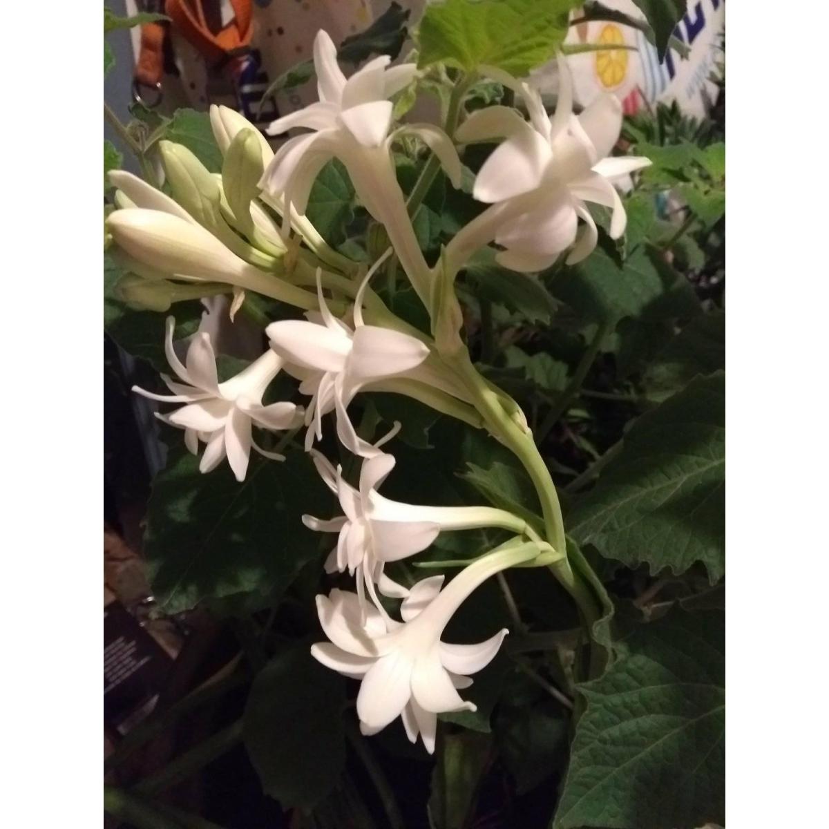 Polianthes tuberosa The Pearl - Tubéreuse Blanche Double La perle ...