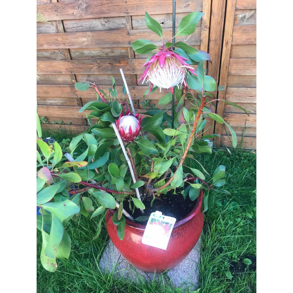 Protea cynaroides Little Prince - Protée royale compacte aux originales ...