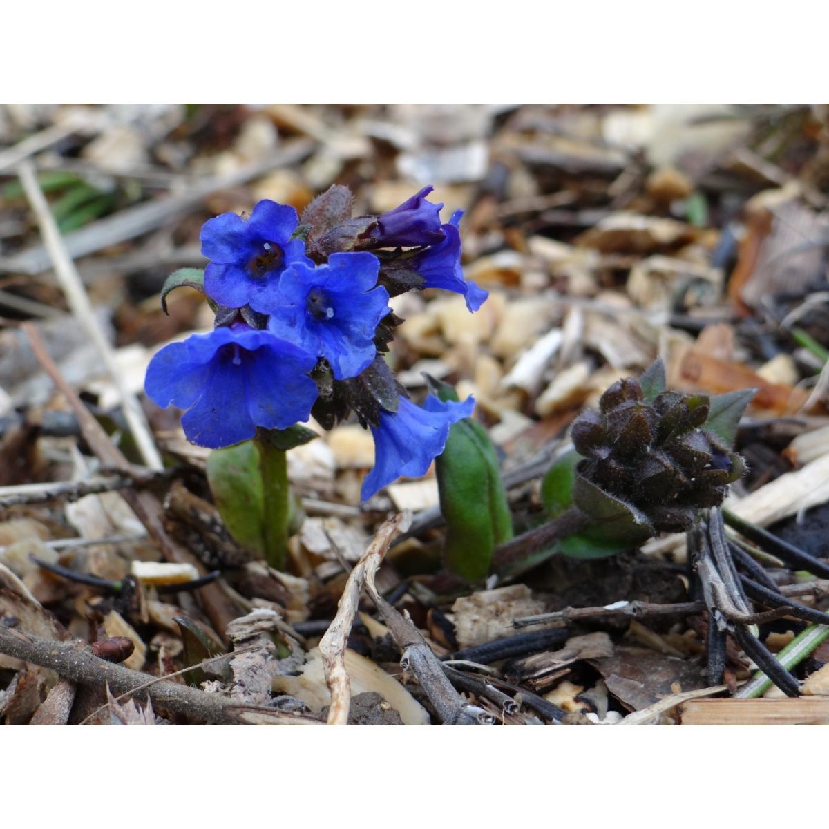 Pulmonaria Blue Ensign - Pulmonaire aux magnifiques fleurs bleu intense