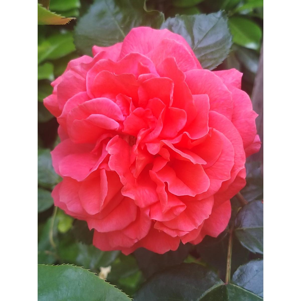 Rosier à fleurs groupées Orangerie - Roses doubles, orange intense ...