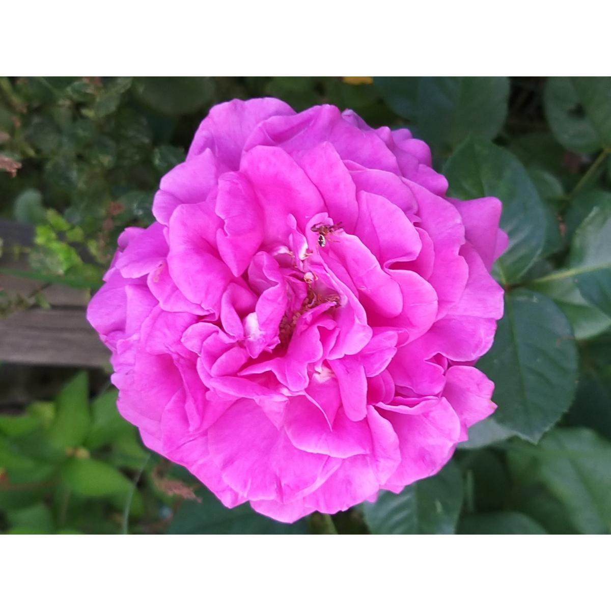 Rosier à grandes fleurs Chartreuse de Parme - Fleurs rose violacé, au ...