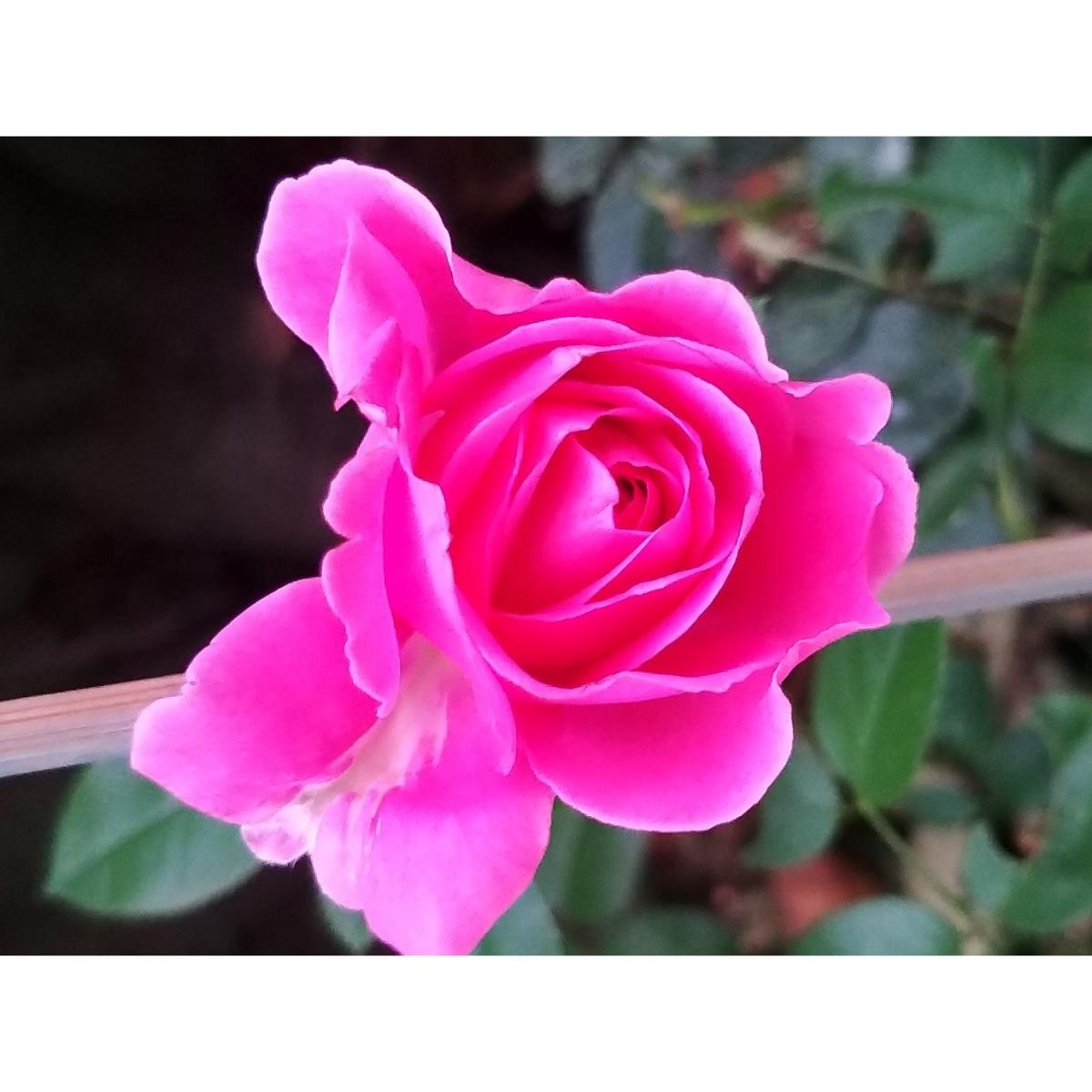 Rosa Claire Marshall Harunite - Rosier buisson à fleurs doubles rose ...