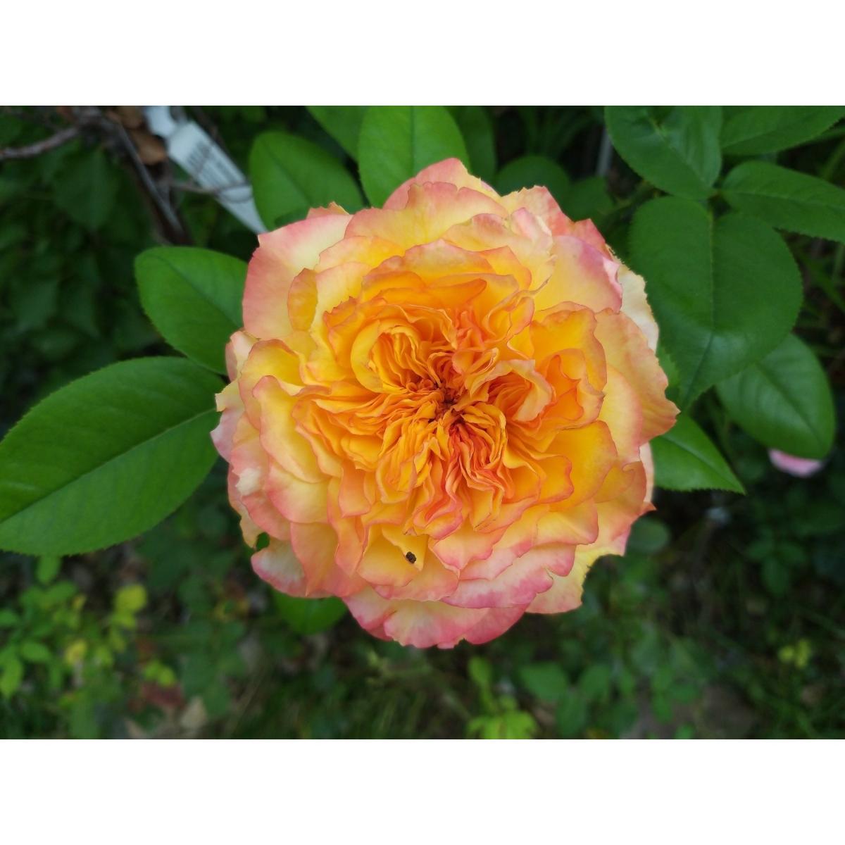 Rosa Henri Delbard - Rosier buisson à grandes fleurs saumon cuivré très ...