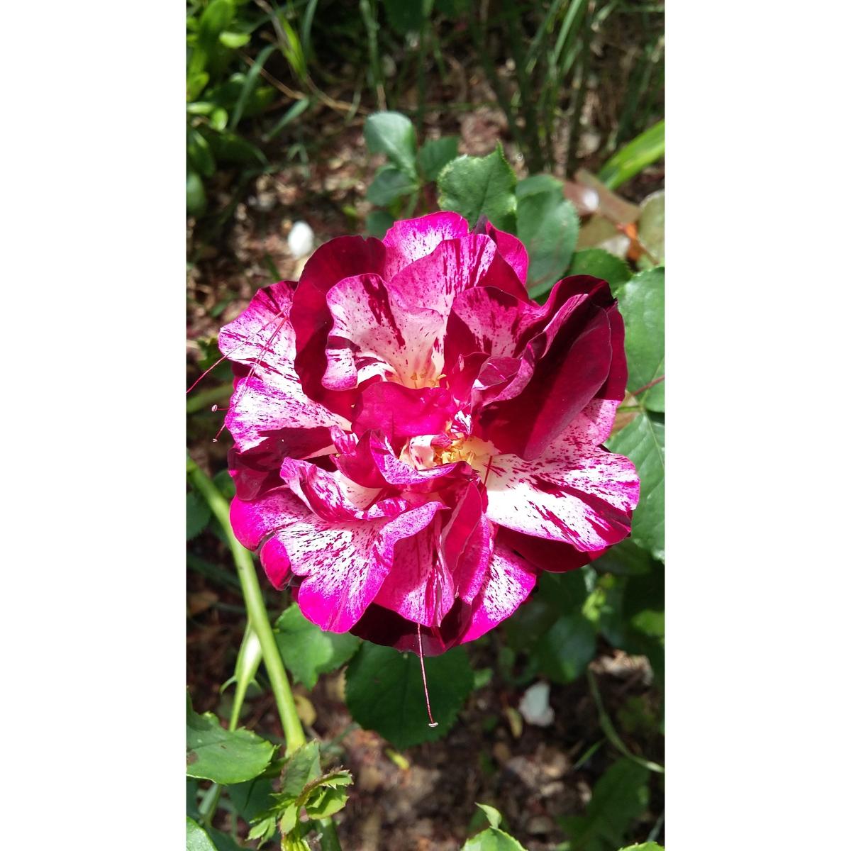 Rosier à grandes fleurs New Imagine - Fleurs doubles rouge pourpre ...