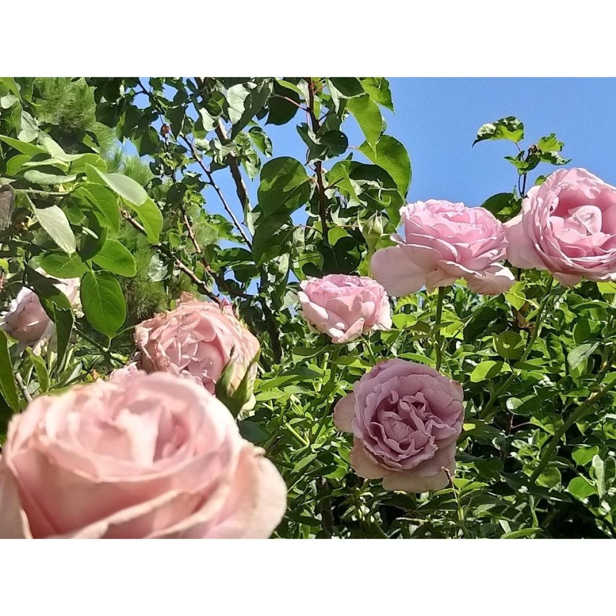 Rosier Rose Synactif by Shiseido - Grandes fleurs mauve lilas, doubles ...