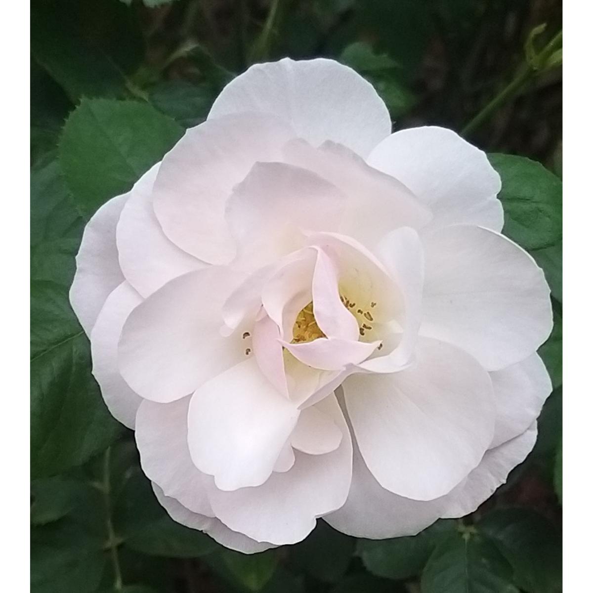 Rosa Pear - Rosier à fleurs semi doubles rose pâle - Parfum épicé et ...