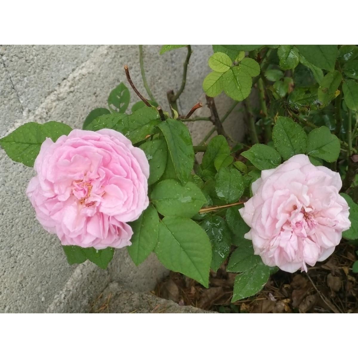 Rosa Madame Ernest Calvat - Rosier Bourbon - Rose ancienne parfumées.