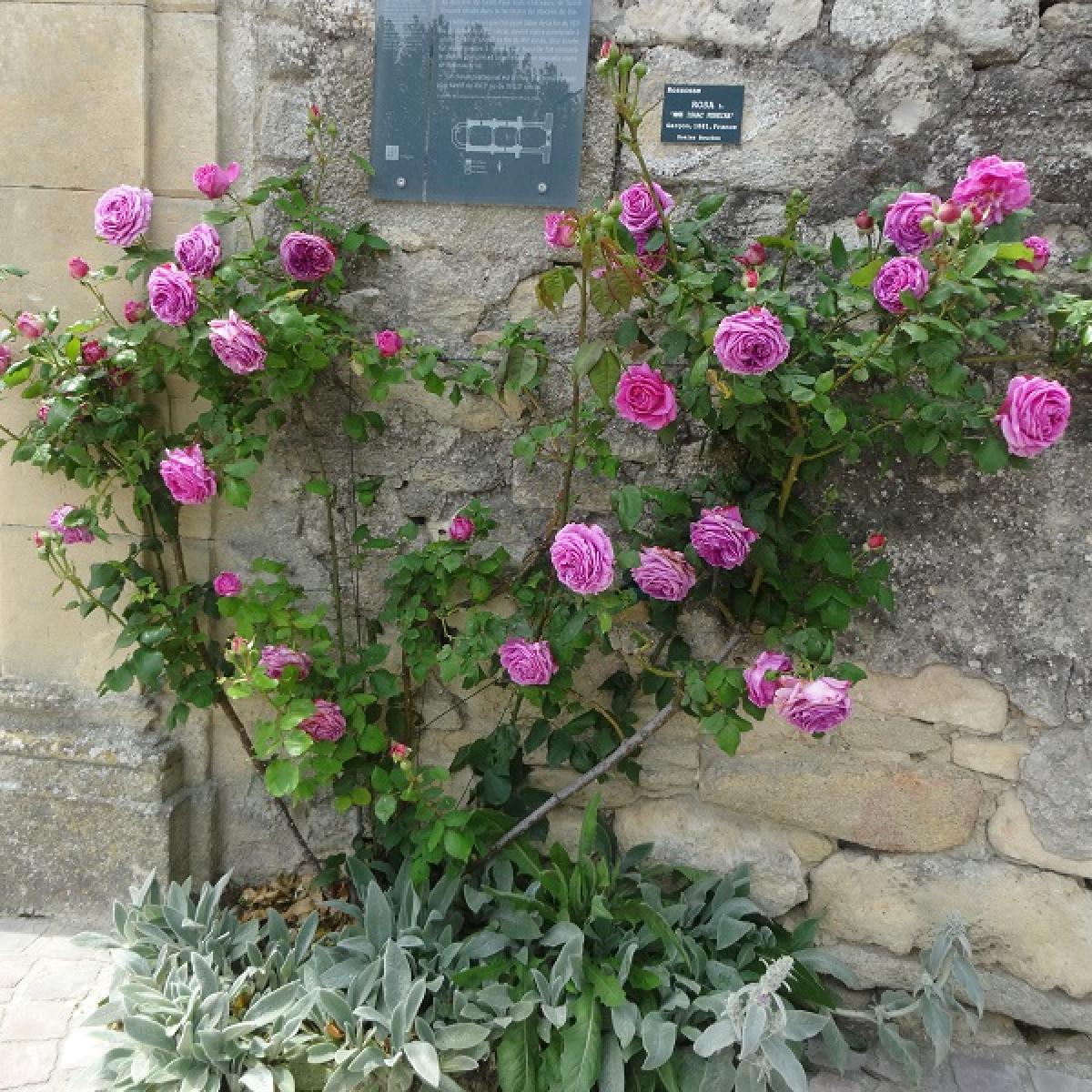 Rosier ancien Mme Issac Pereire - De grandes fleurs très doubles rose ...