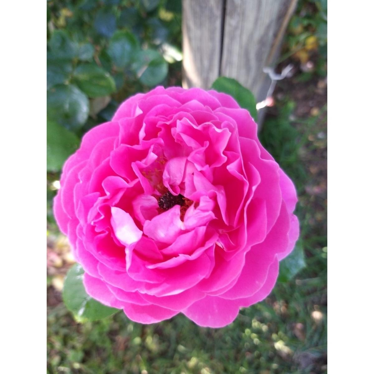 Rosier ancien Paul Neyron - Variété remontante à grandes fleurs de ...